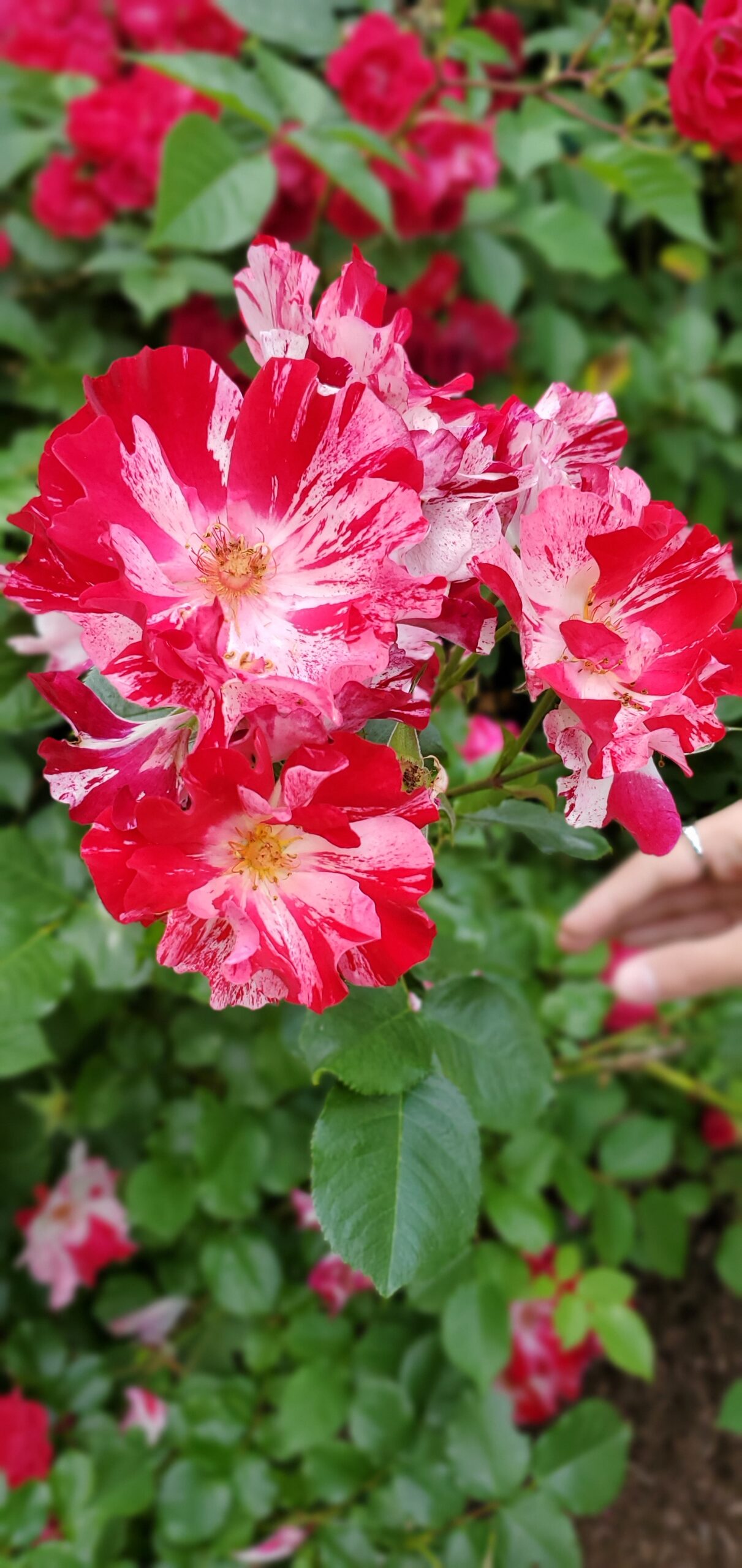 Veterans Memorial Rose Garden – Photo Hunter